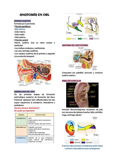 Anatomía en ORL | Esther | uDocz