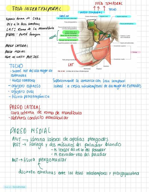 Anatomía fosa infratemporal | Perlcst | uDocz