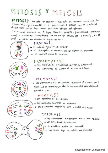 Mitosis y Meiosis | zzAD | uDocz