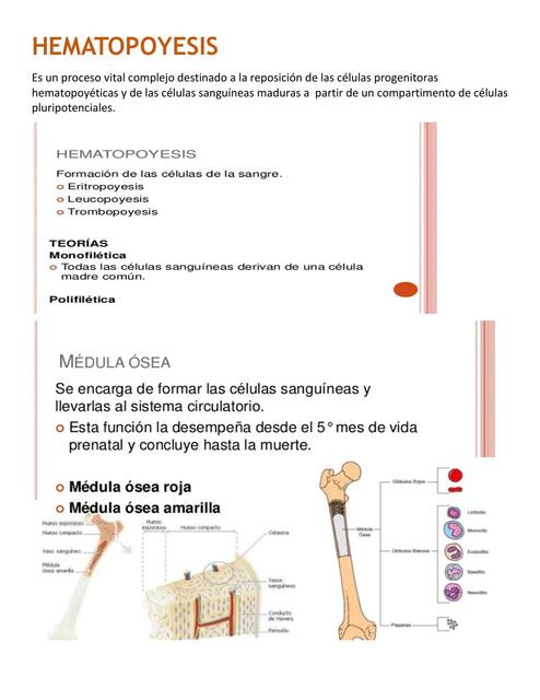 Sangre y hematopoyesis | Karol Herrera | uDocz
