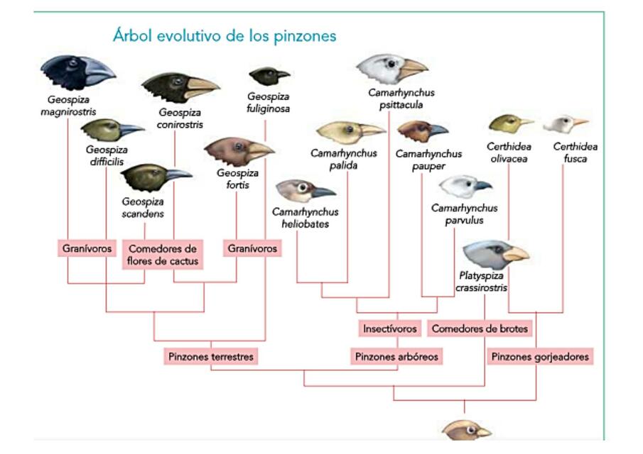 Árbol evolutivo de pinzones | Nathaly | uDocz