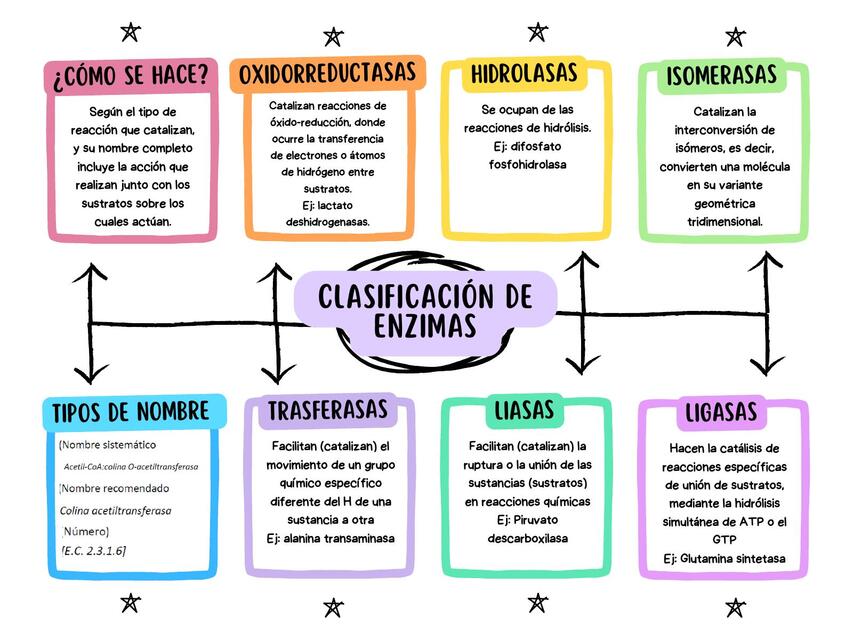 Clasificación de Enzimas | Arely Mendoza Villatoro | uDocz