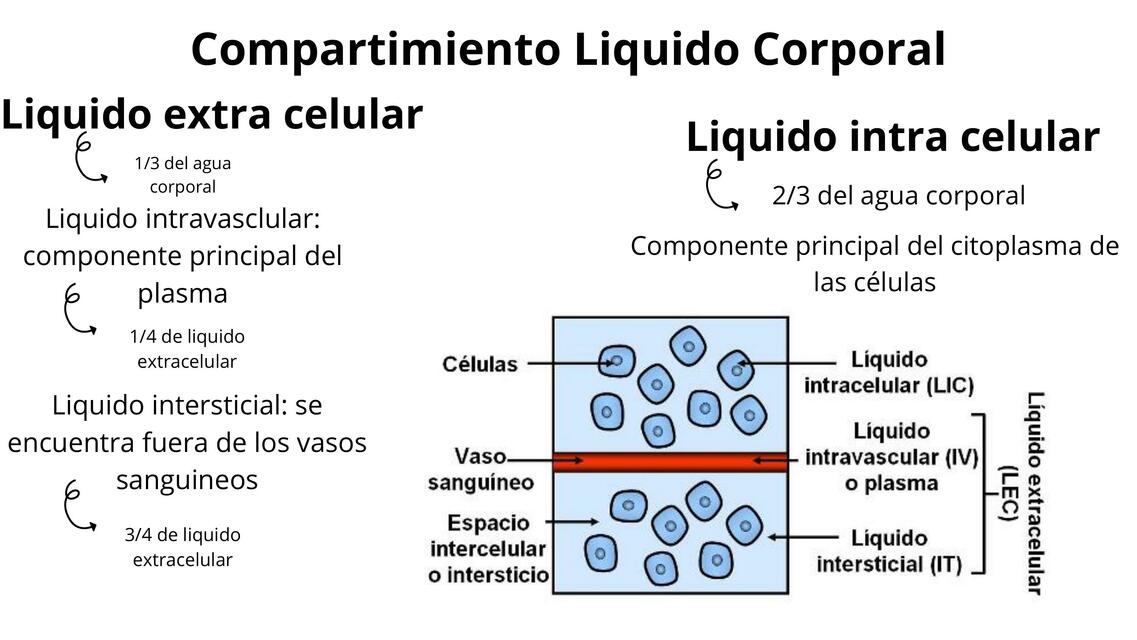 Compartimiento de Liquido Corporal | fer | uDocz