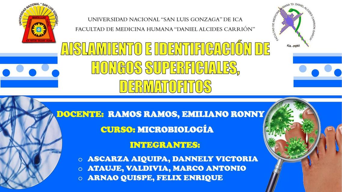 AISLAMIENTO E IDENTIFICACIÓN DE HONGOS SUPERFICIAL | Alezka | uDocz