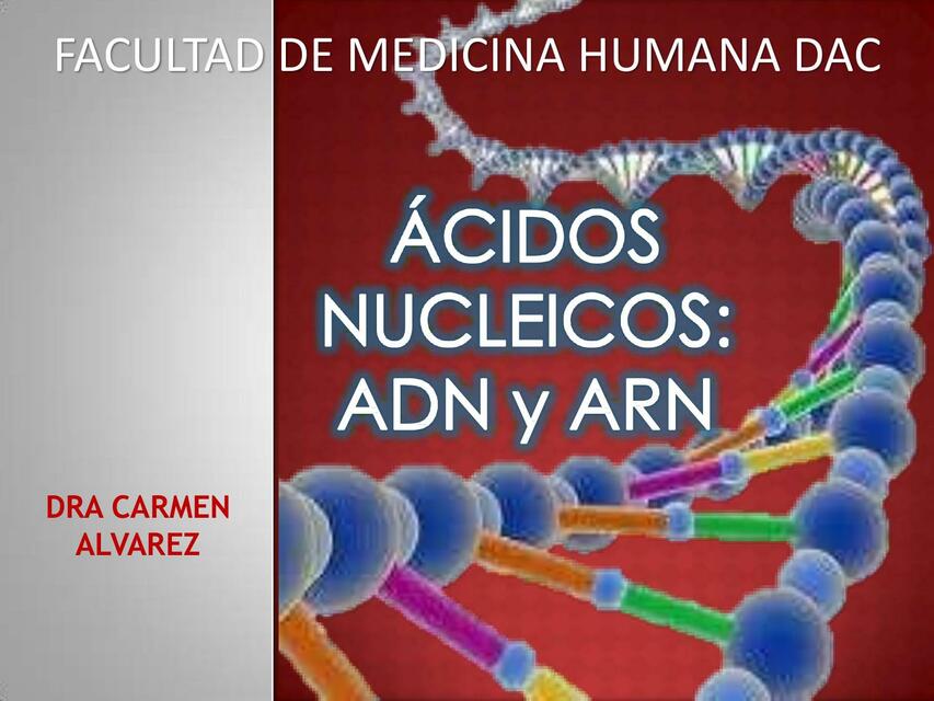 Ácidos Nucleicos: ADN y ARN | Alezka | uDocz