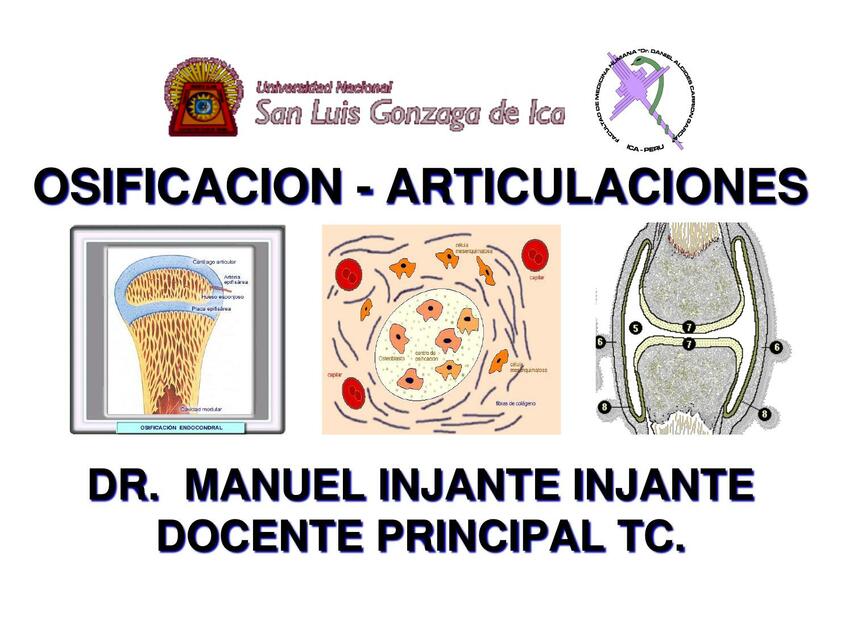 Osificación- Articulaciones | Alezka | uDocz