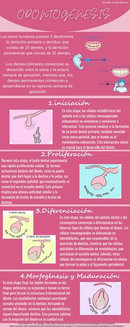 Odontogénesis | Jennifer Davila Barrera | uDocz