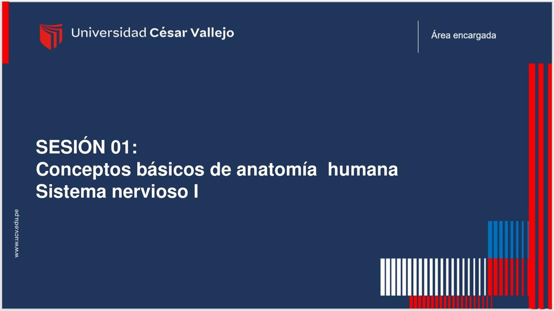 Conceptos básicos de anatomía y sistema nervioso | Yury Avalos flores | uDocz