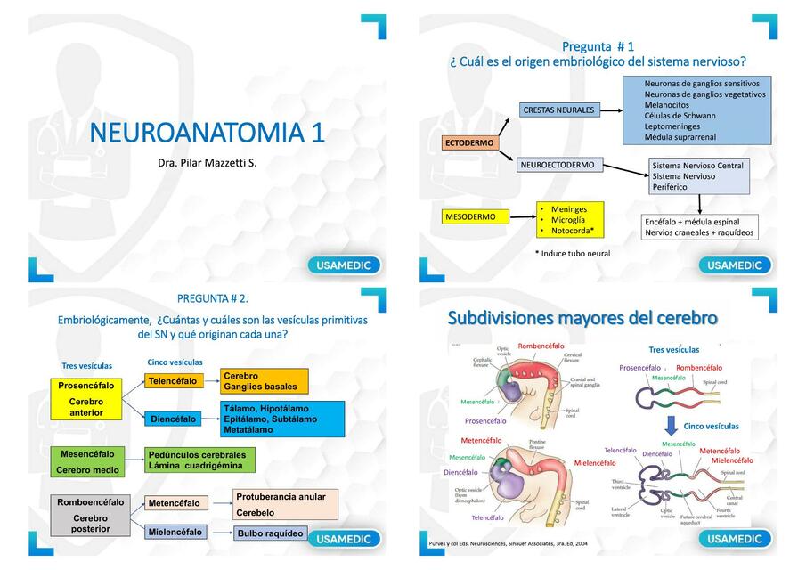 Neuroanatomia | soookit | uDocz