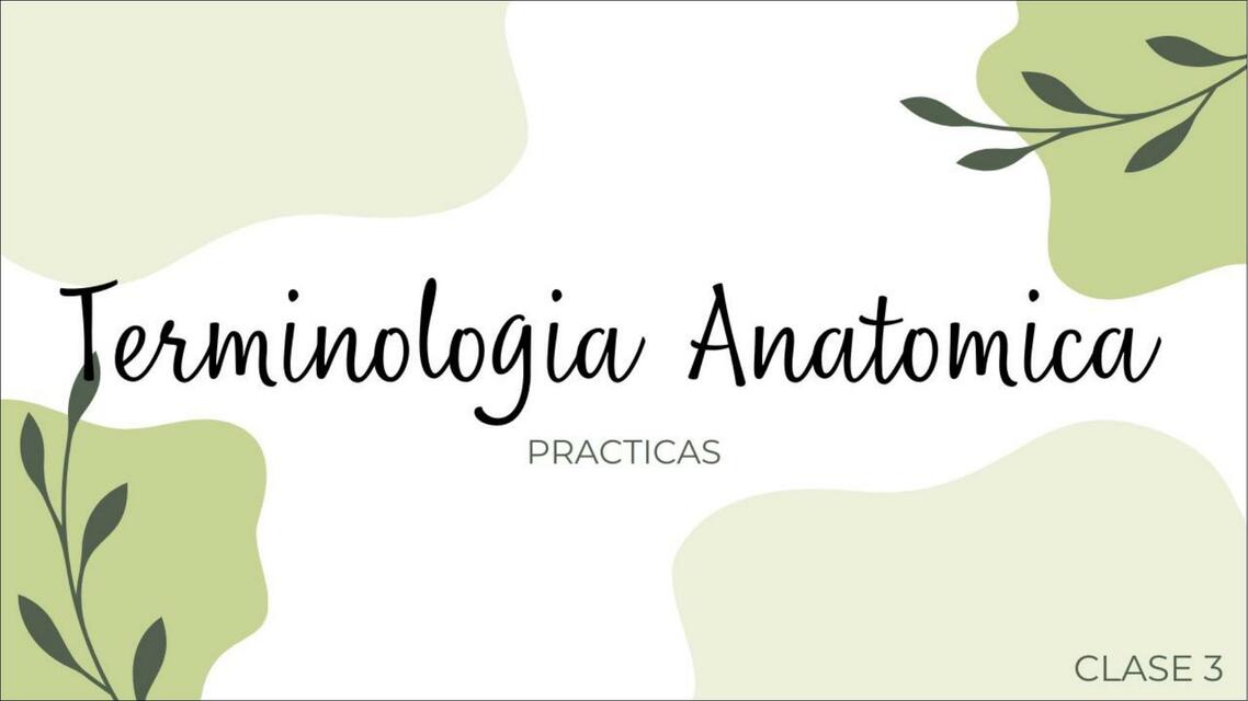 Terminologia anatomica | Melina | uDocz