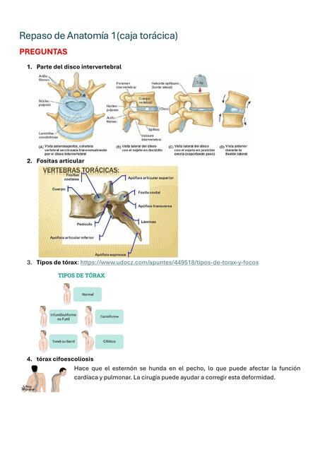 ANATOMIA 1 | uDocz