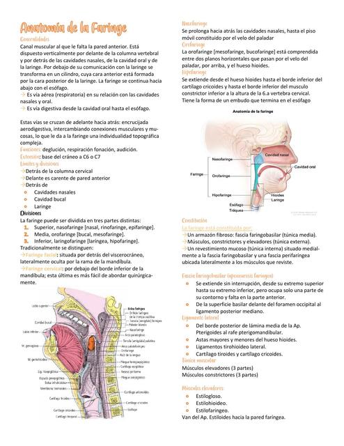 Anatomía de la Faringe | Montserrat Hernández | uDocz