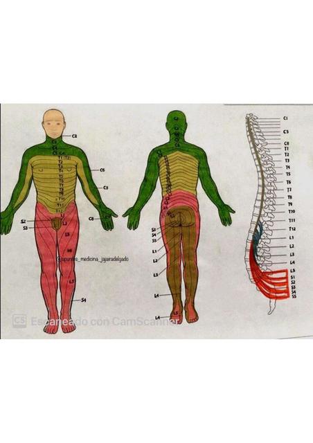 DERMATOMOS (IMAGEN PARA DESCARGAR) | Jajaira Delgado Gutiérrez | uDocz