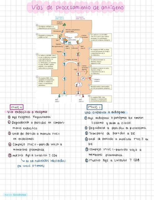 Vías de procesamiento de antígenos Inmunología | KETZIA JETZIBE SOTO ...