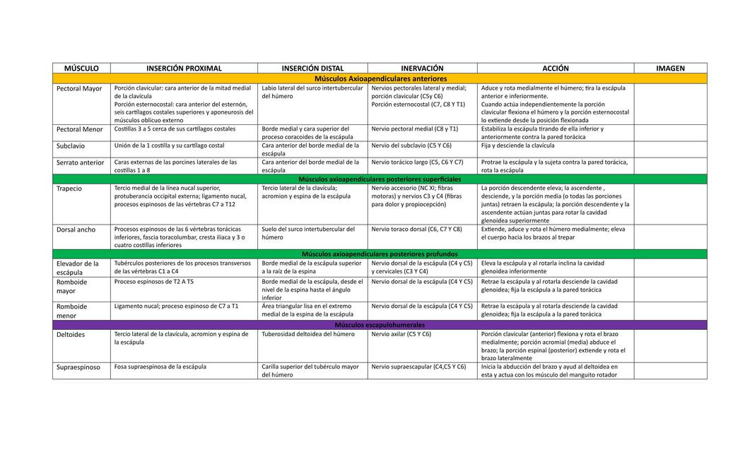 MÚSCULOS MIEMBRO SUPERIOR TABLA | Emily Sen | uDocz