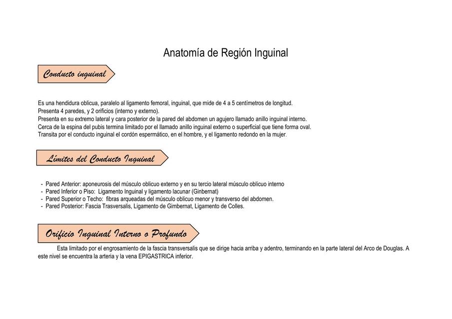 Anatomía de Región Inguinal | Letícia | uDocz