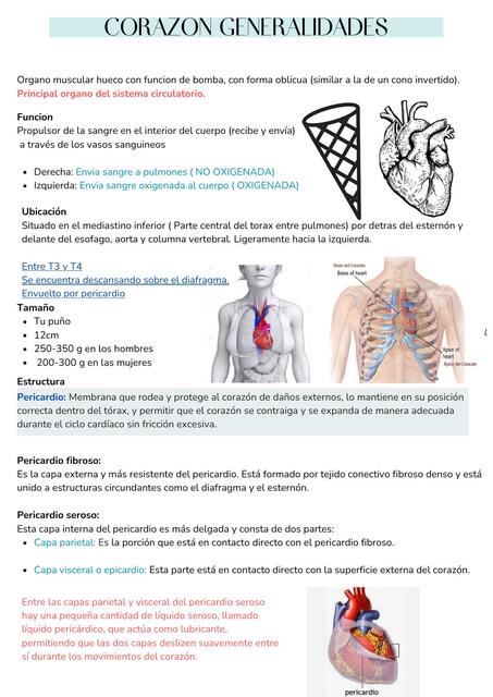Corazón generalidades | Litzy Anahy Cortazar Cantun | uDocz