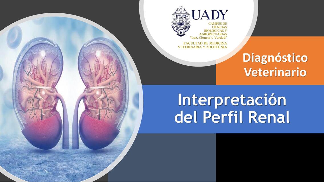 Interpretación del perfil renal | Leonardo | uDocz