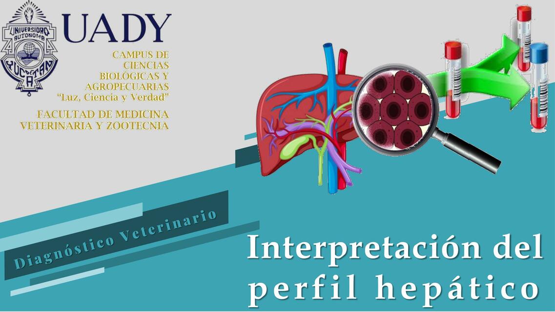 InterpretaciAn del perfil hepatico | Leonardo | uDocz