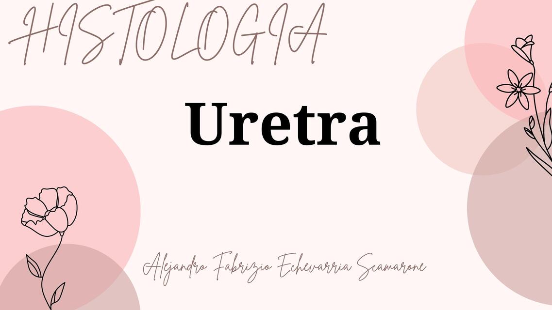 Uretra | ALEJANDRO ECHEVARRIA | uDocz Uretra | ALEJANDRO ECHEVARRIA | uDocz