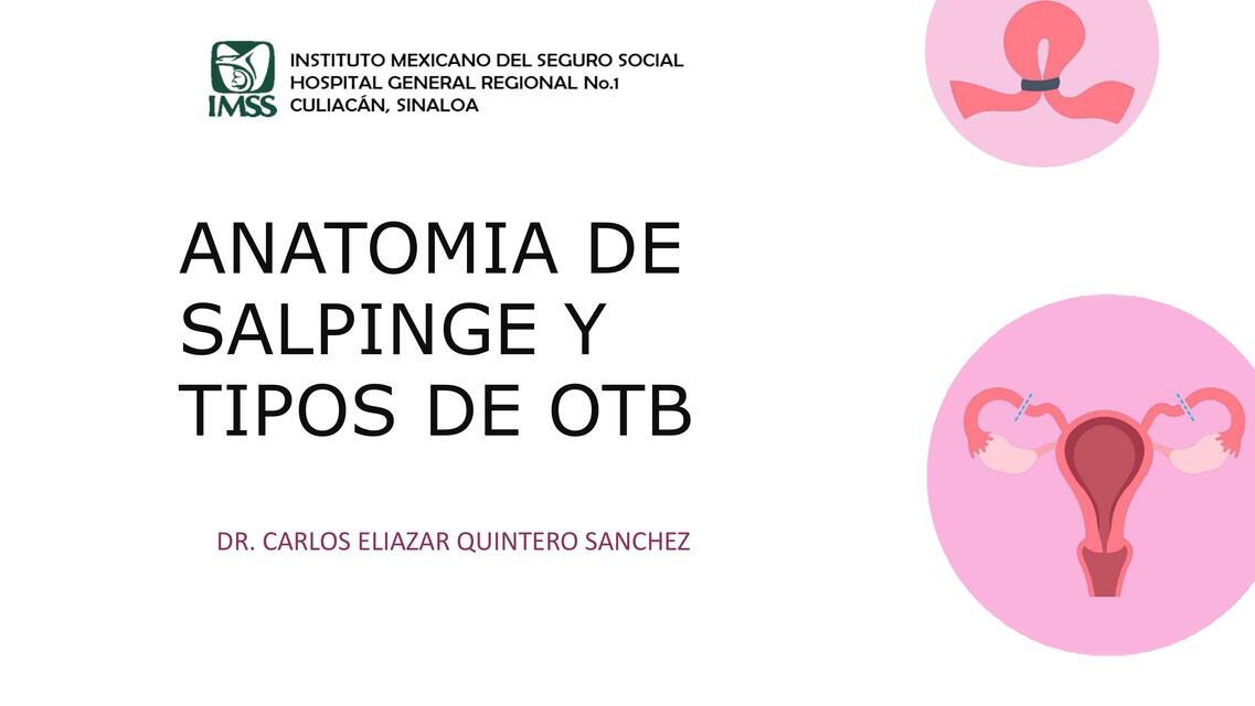 Anatomía de salpinge y tipos de OTB | Carlos Quintero | uDocz