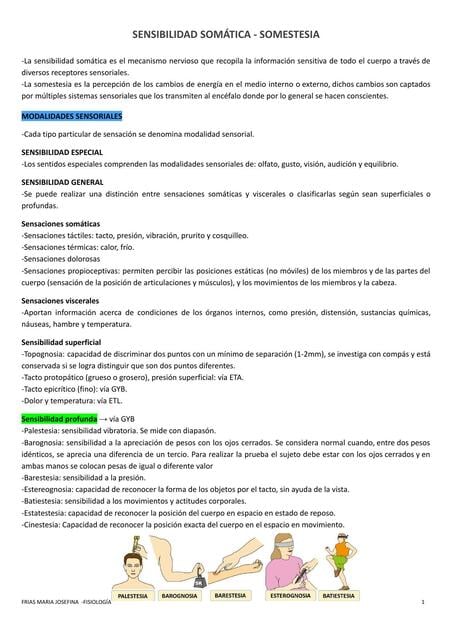 Somestesia - Fisiologia | MFrias | uDocz