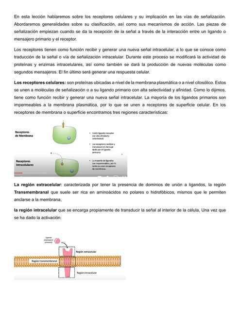 Tipos de receptores | LMar | uDocz