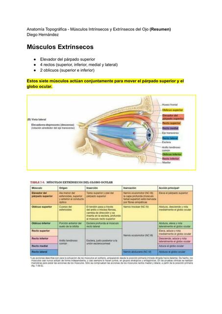 Anatomía Topográfica- Músculos Intrínsecos y Extrínsecos del Ojos ...