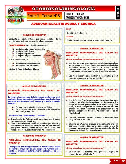 Resúmenes de adenoamigdalitis crónica | Descarga apuntes de ...