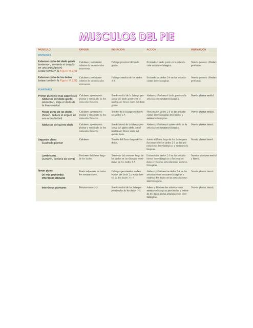 Músculos del pie | Esbeydi Silva | uDocz