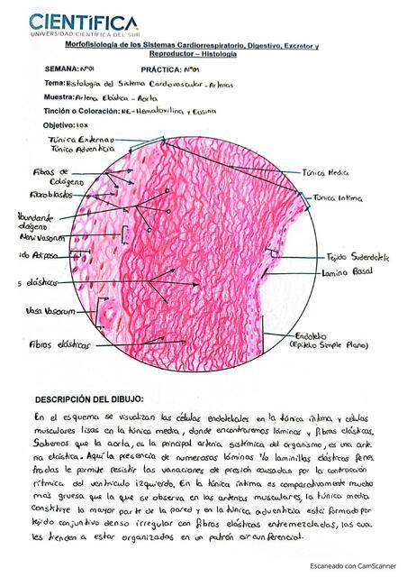 Histología del Sistema Cardiovascular | Fernanda | uDocz