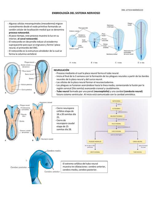 Embriología del Sistema nervioso | Montserrat Hernández | uDocz
