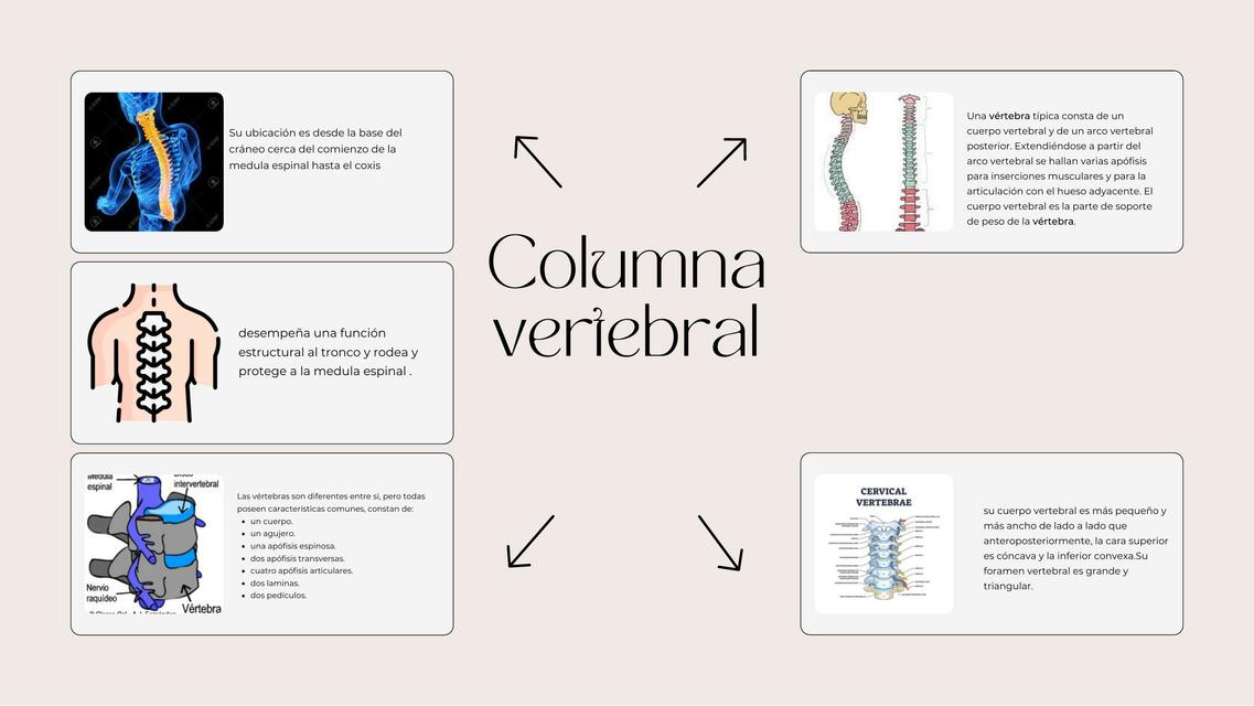 Columna Vertebral | SARAI VALDEZ | uDocz
