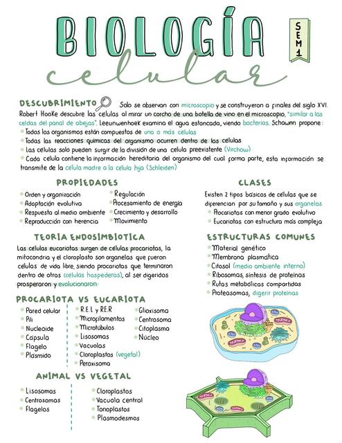 Biología Celular | cammiau_ | uDocz