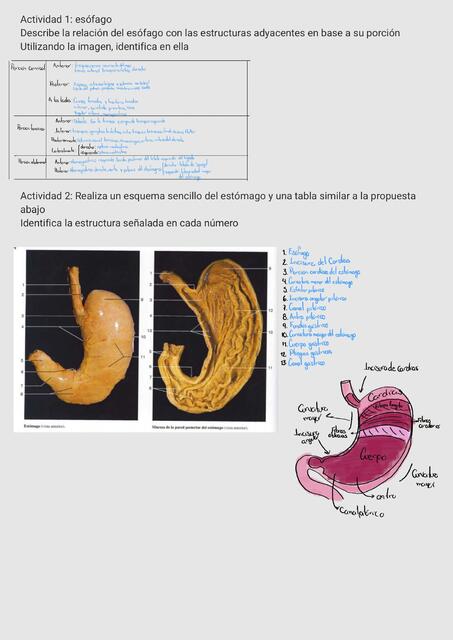 Práctica de anatomía esófago estómago intestino | Interleucina | uDocz