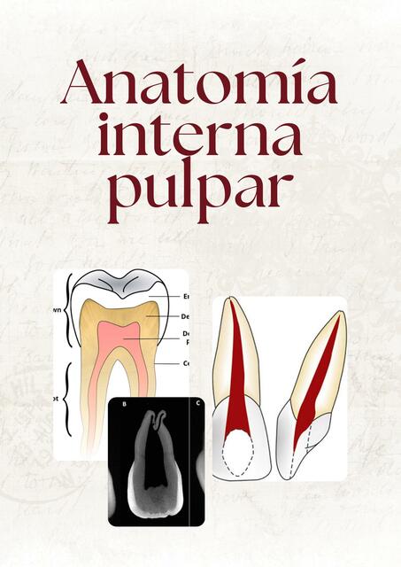 Anatomía interna de organos dentales | Estudia Odonto | uDocz