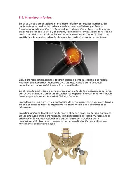 Anatomía miembro inferior | bioanatomia | uDocz