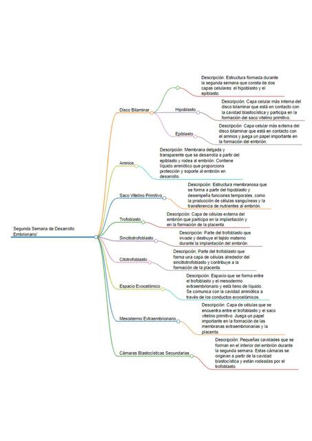 Mapa conceptual de la segunda semana de desarrollo | Doménica. M.A.Z. | uDocz