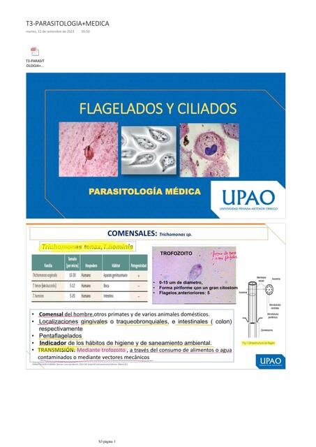 FLAGELADOS Y CILIADOS | Azulmed💙 | uDocz