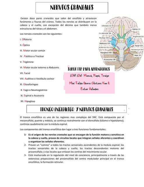 Resumen sobre nervios craneales, núcleos, origen y función | Monse Fonseca | uDocz