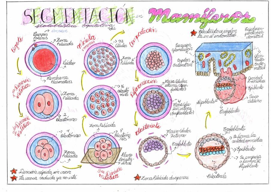 Segmentación y Gastrulación | Eli Mrnt | uDocz