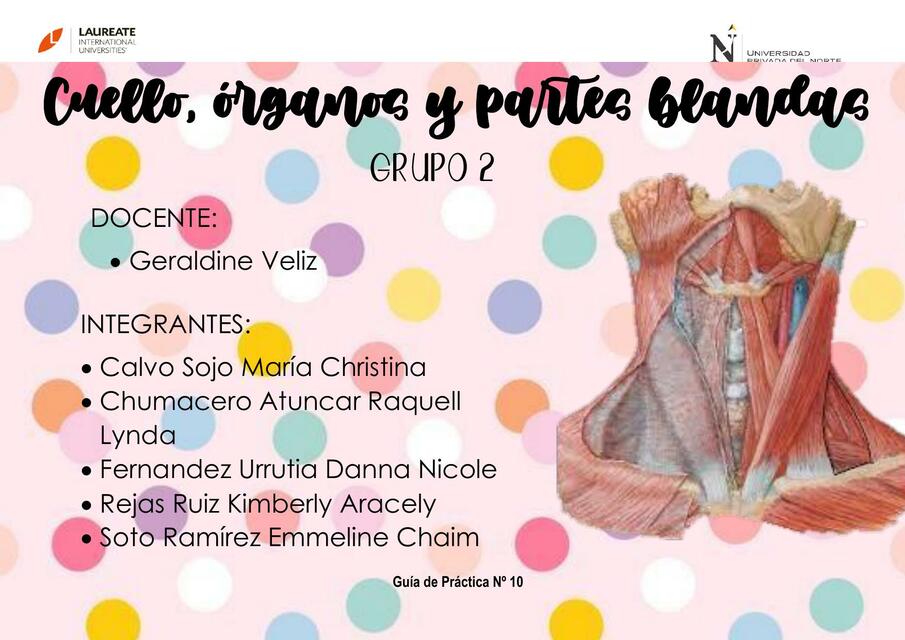 Cuello, órganos y partes blandas | Kimberly Rejas | uDocz