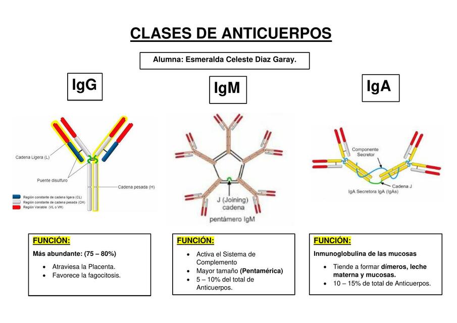 Clases de anticuerpos | Gemita | uDocz