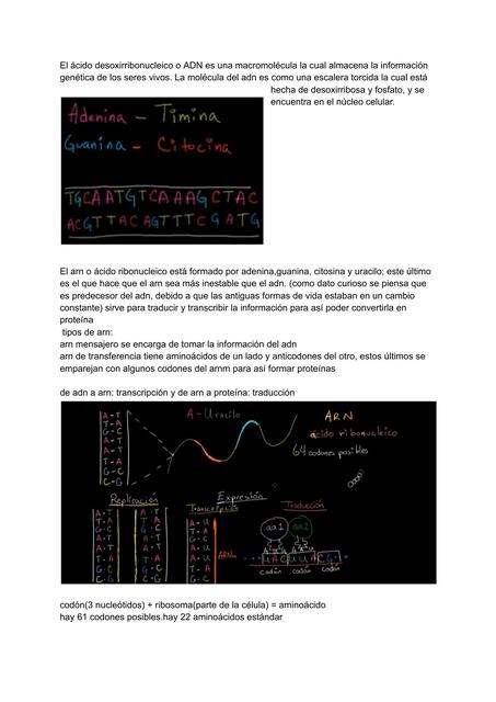 Del adn a las proteínas | Ariana | uDocz
