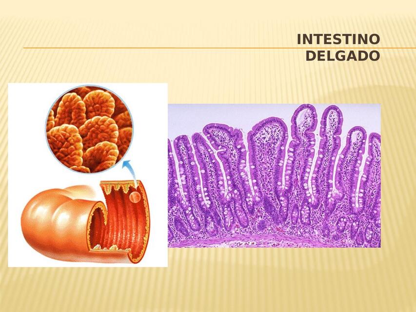 Tránsito Intestinal y Colon | Un poco de cursos | uDocz
