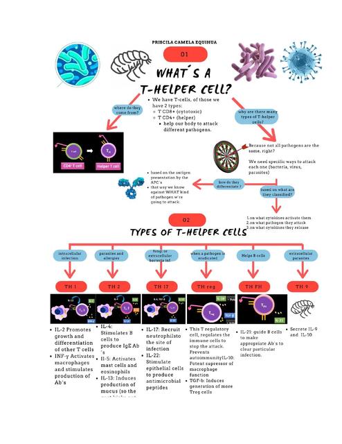 Types of T helper cells | Priscila Camela Equihua | uDocz