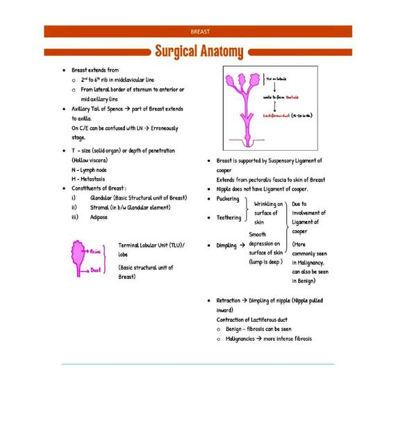 Surgical anatomy | MEDICSTORE | uDocz