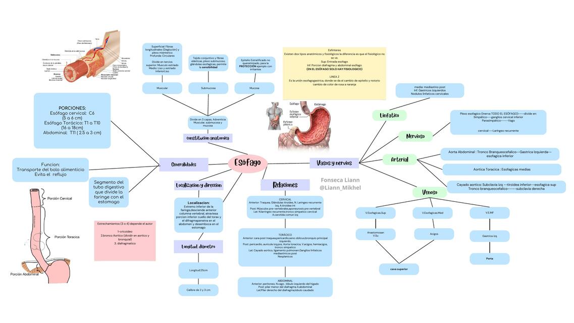 Esófago | fonseca cardoso | uDocz