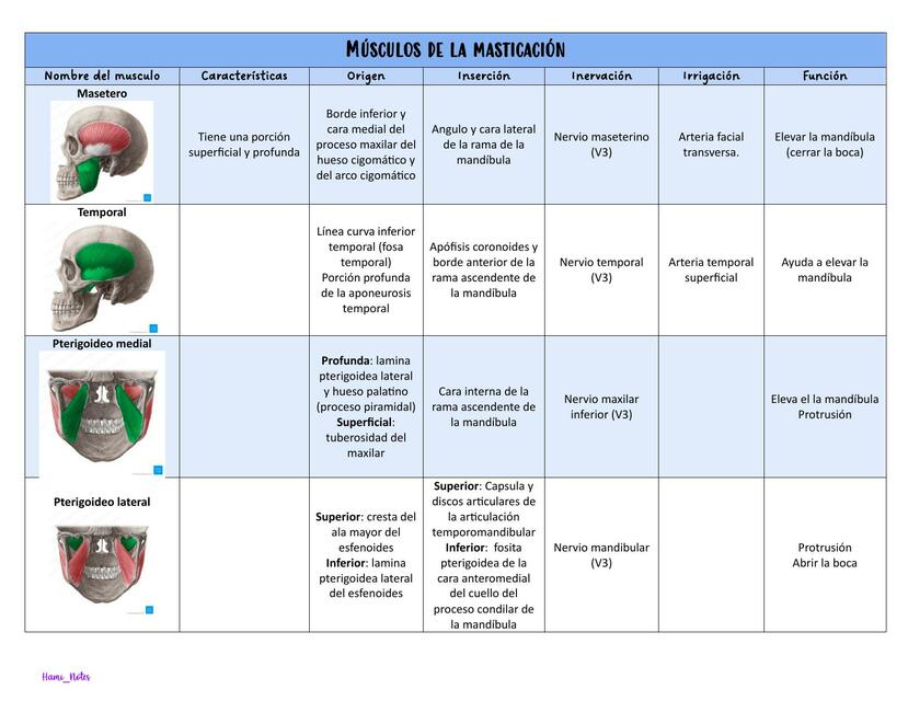 Músculos de la masticación (tabla) | Medi_Hami | uDocz