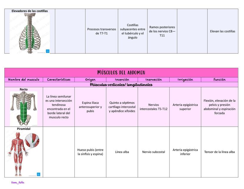 Músculos del abdomen | Medi_Hami | uDocz